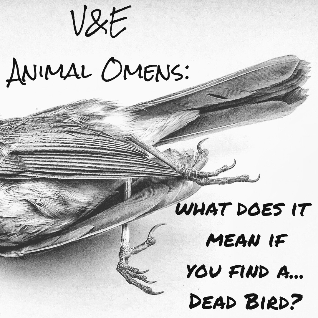 V&E Philosophy of Wellness – vehemence & emergence