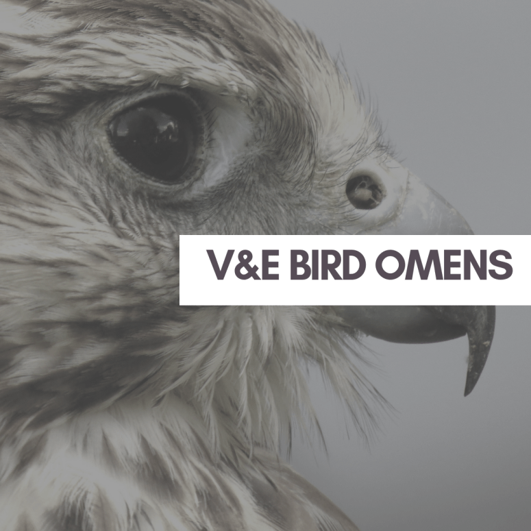 V&E Animal Omens: What it Means When You Find A Dead Bird – vehemence ...